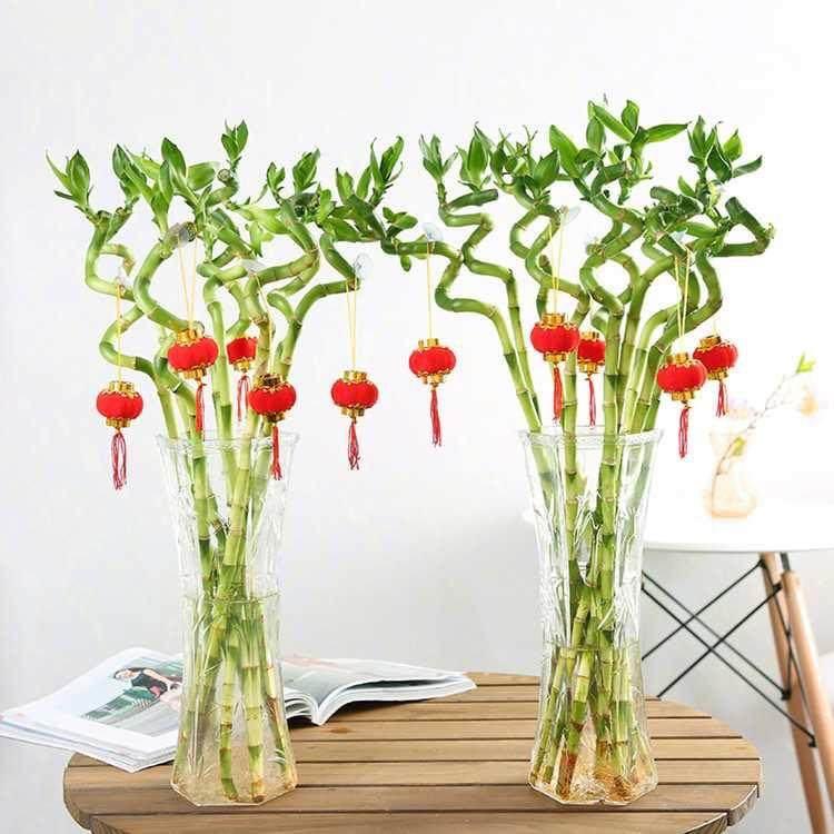 Lucky Bamboo Assorted Sizes-Curly Bamboo-Straight Bamboo-Lotus Bamboo ...