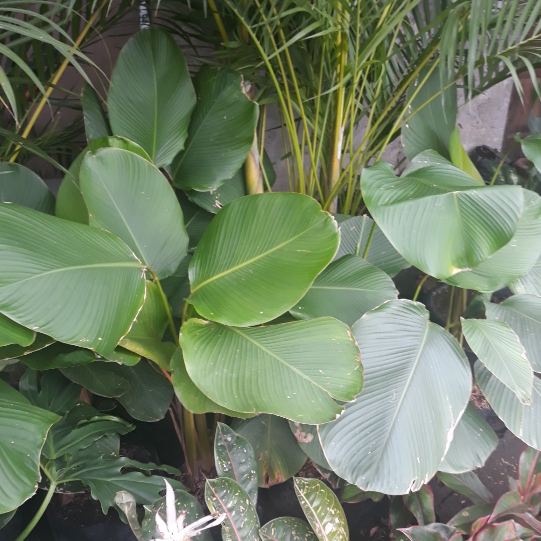 Tabako plant, Furniture & Home Living, Gardening, Plants & Seeds on ...