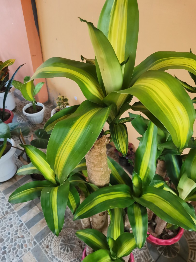 Fortune Plant 5 stems, Furniture & Home Living, Gardening, Plants ...