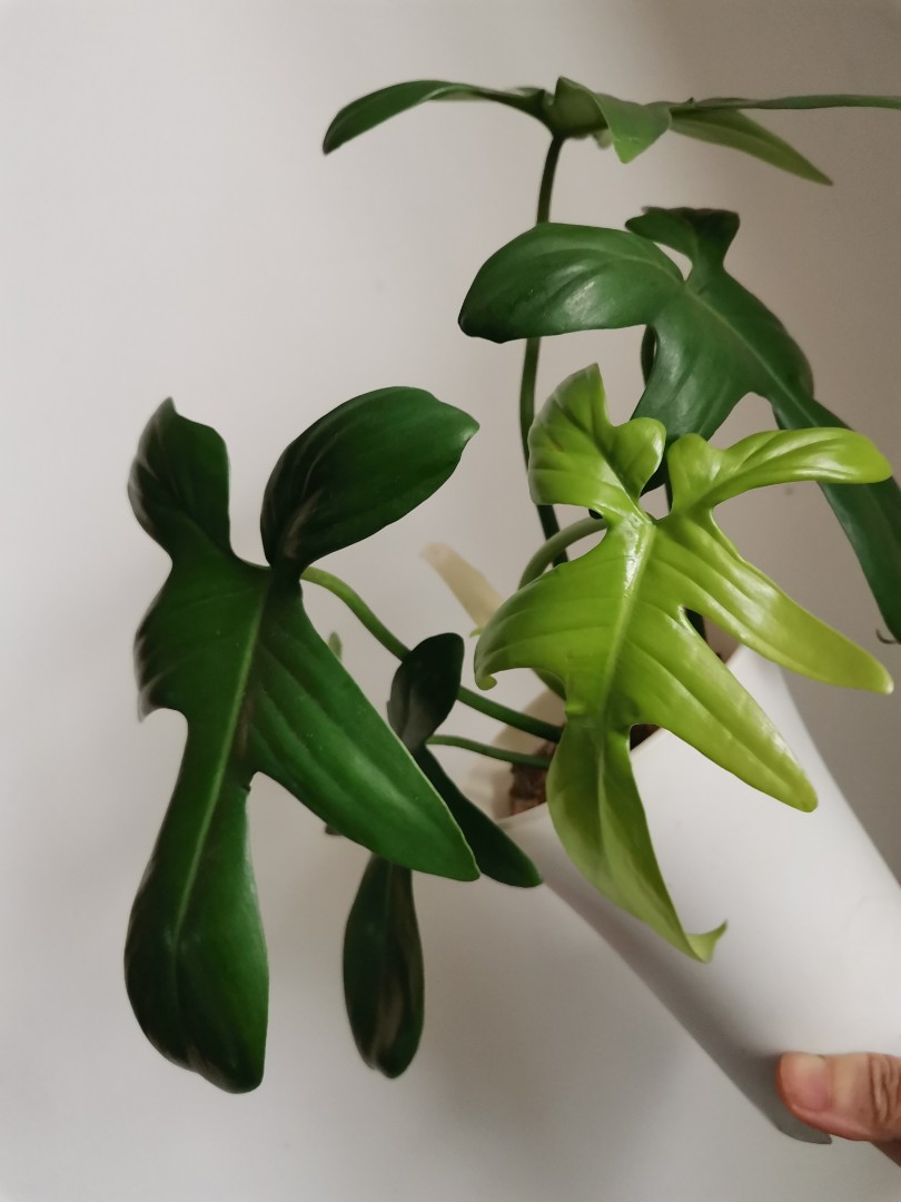 Philodendron pedatum , Furniture & Home Living, Gardening, Plants ...