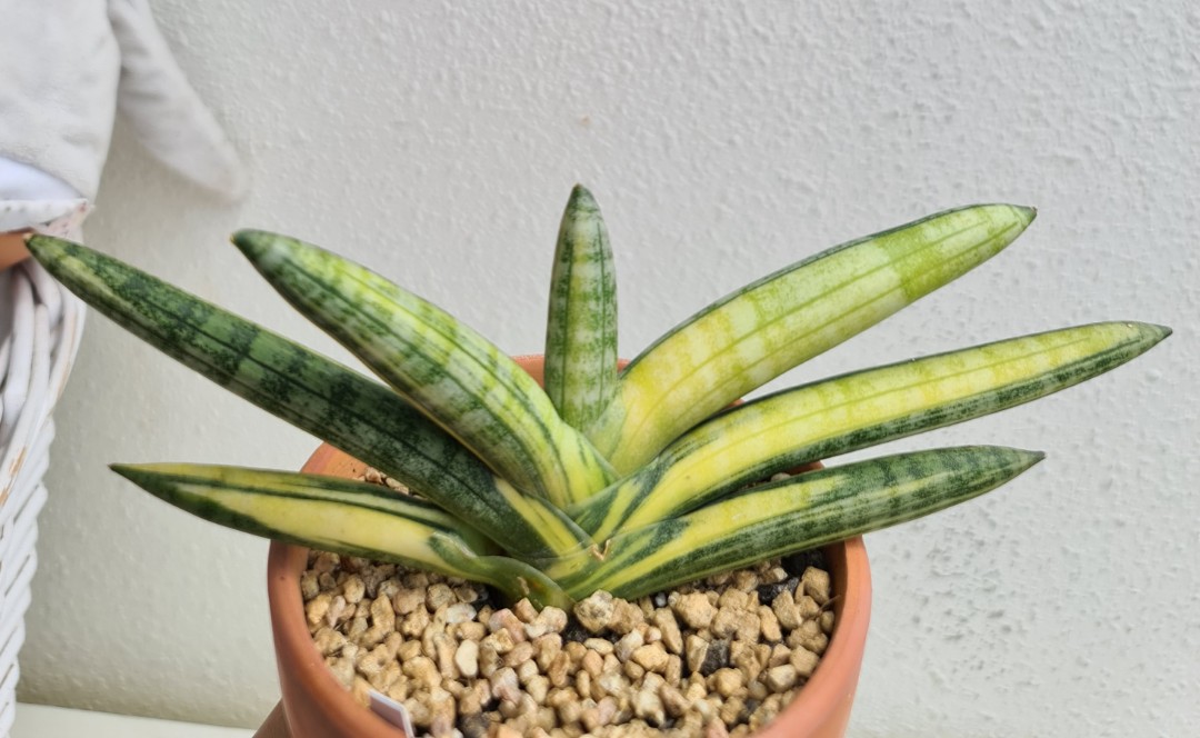 Sansevieria Boncellensis (Variegated), Furniture & Home Living ...