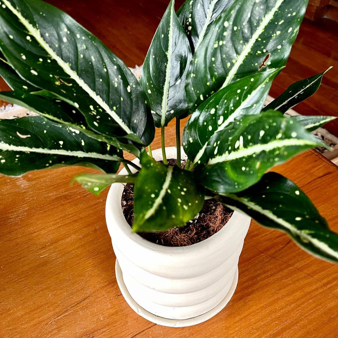 Aglaonema costatum, Furniture & Home Living, Gardening, Plants & Seeds ...