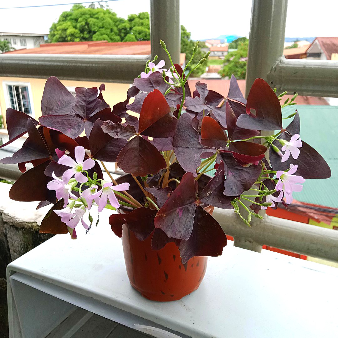 Lush Butterfly Oxalis Triangularis Purple Flowering Plant Indoor or ...