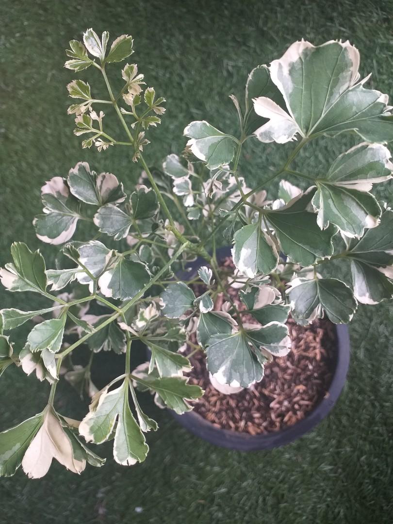 Ficus Triangularis Variegata (White Papua, Variegated Papua), Furniture ...