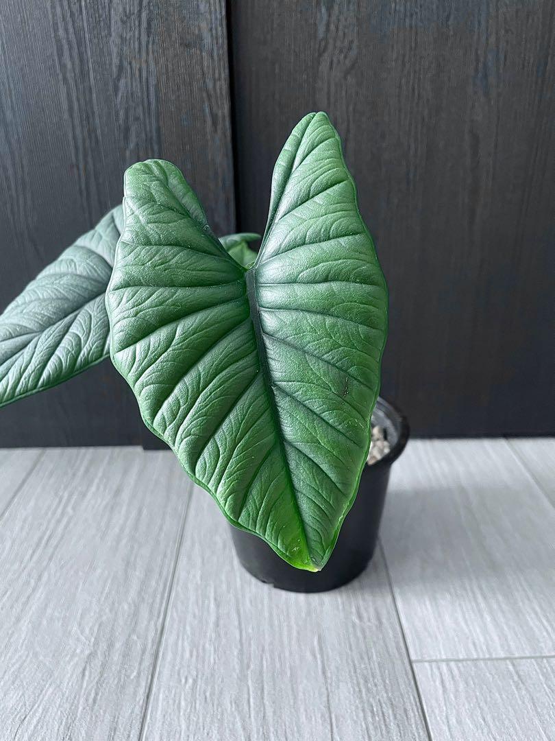 Alocasia Bisma, Furniture & Home Living, Gardening, Plants & Seeds on ...