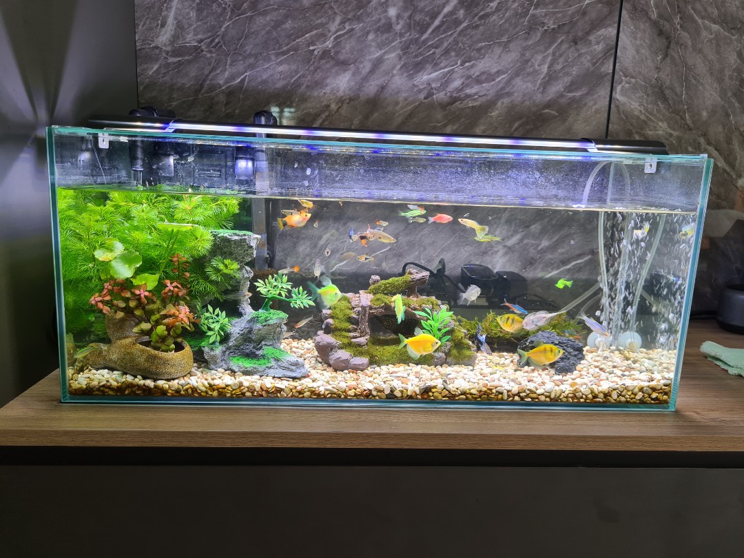Fish Tank GEX Full Glass slim, Pet Supplies, Homes & Other Pet ...