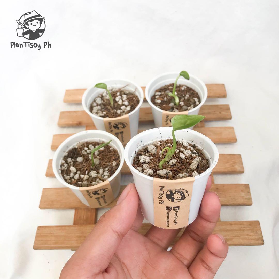 Monstera Deliciosa Rooted Seedling with sprout, Furniture & Home Living ...