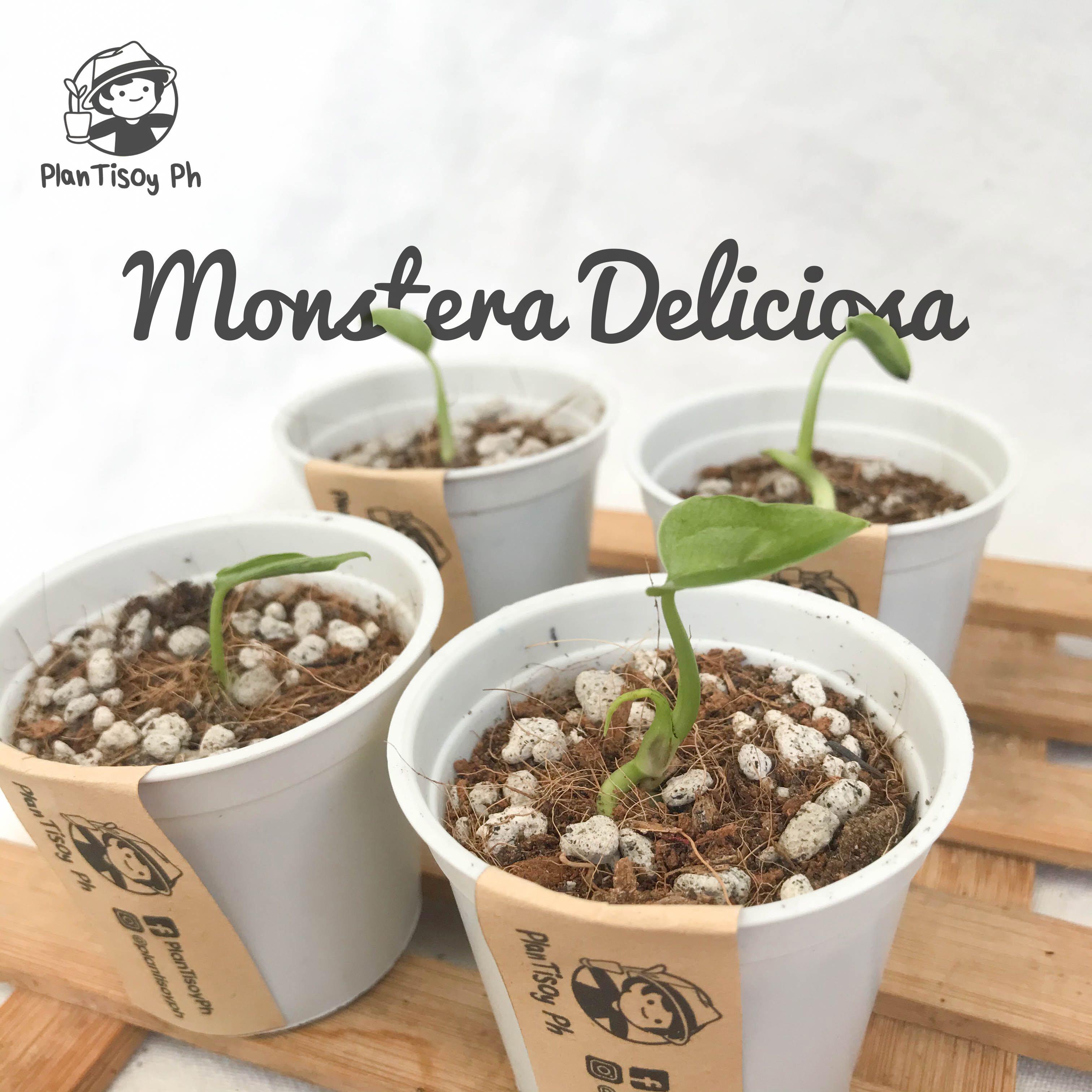 Monstera Deliciosa Rooted Seedling with sprout, Furniture & Home Living ...