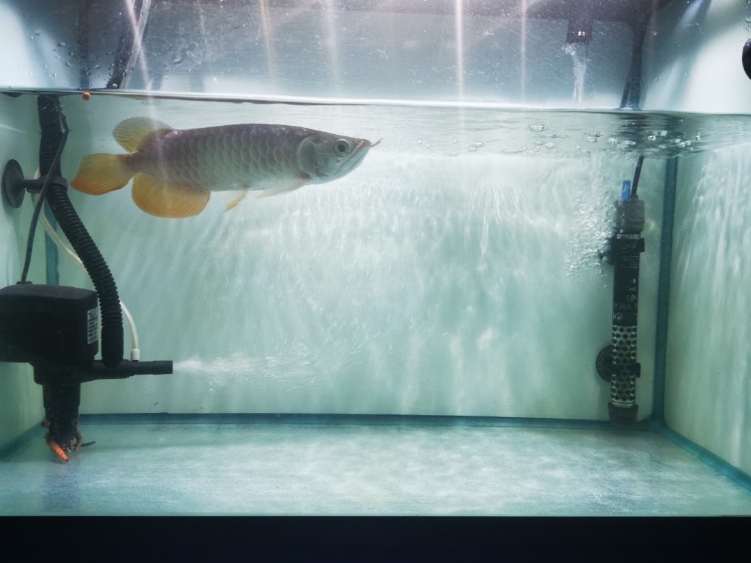 2 feet tank, Pet Supplies, Homes & Other Pet Accessories on Carousell