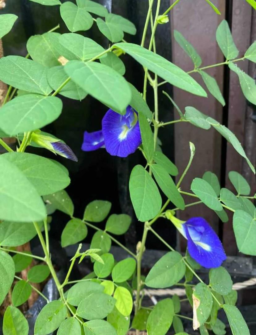 Blue Ternate Live plant / Blue Butterfly Pea Flower Plant, Furniture ...
