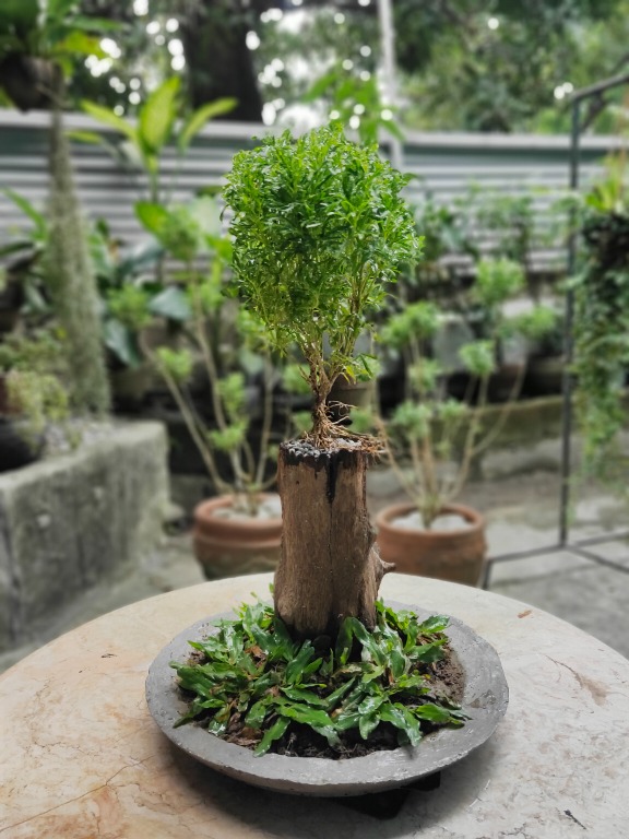 Bonsai Golden Papua Drift Wood, Furniture & Home Living, Gardening ...