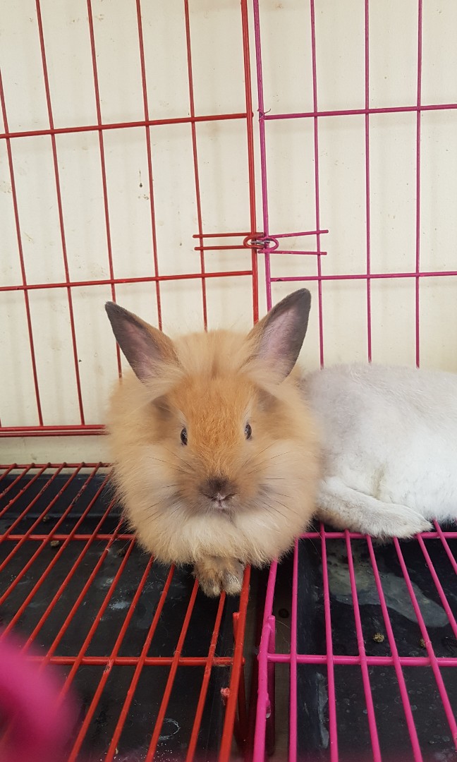Lionhead rabbit 3 months old (female), Everything Else, Looking For on ...
