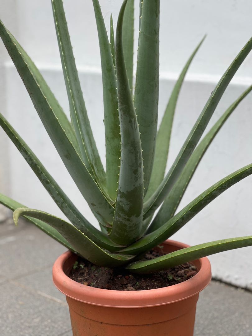 Organic Edible Aloe Vera Plant (63cm tall), Furniture & Home Living ...
