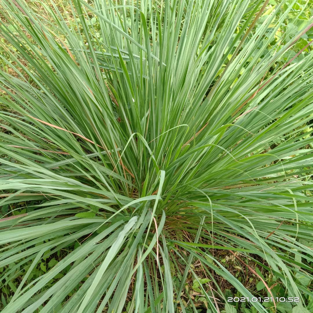 Serai Lemon Grass, Health & Nutrition, Health Supplements, Health Food ...