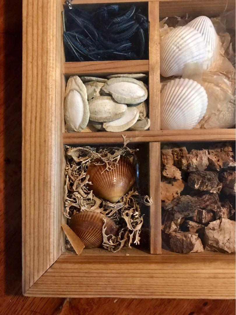 Vintage Shadow box collage art. Assorted finds- clam shells, oyster shells, tree bark, dried ...
