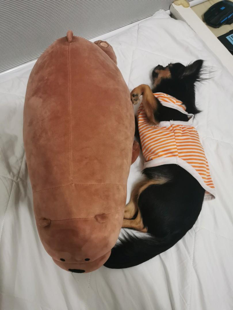 MINISO We Bare Bears Grizz Grizzly Bear Plushie, Hobbies & Toys, Toys ...