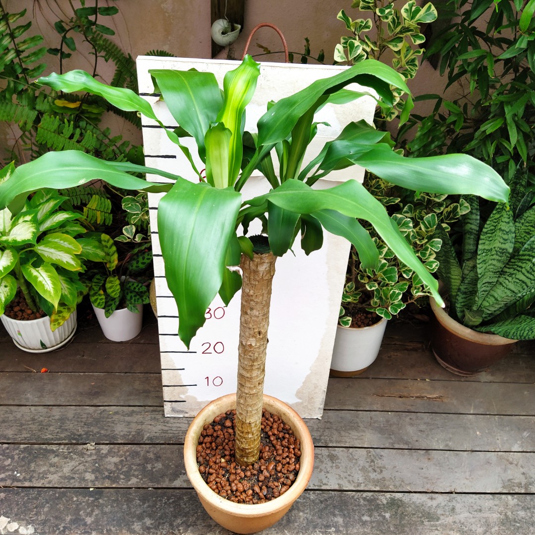 Dracaena Fragrans, Iron Tree, Furniture & Home Living, Home Decor ...