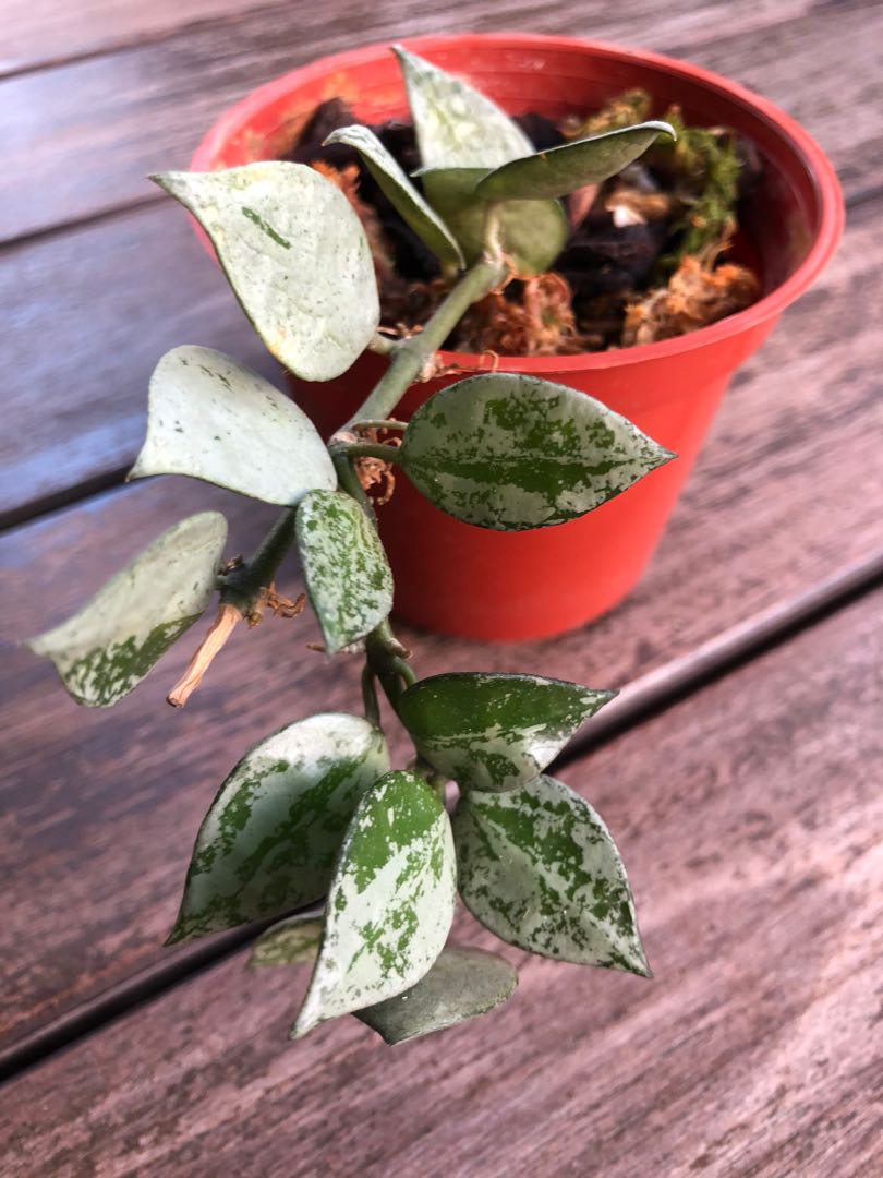 Hoya Krohniana super splash, Furniture & Home Living, Gardening, Plants ...