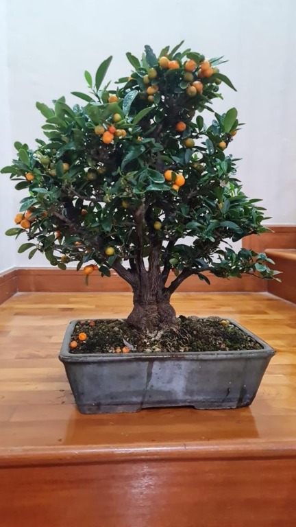 Japanese Kinzu Miniature Orange Bonsai 40cm, Furniture & Home Living ...