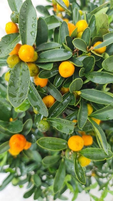 Japanese Kinzu Miniature Orange Bonsai 40cm, Furniture & Home Living ...