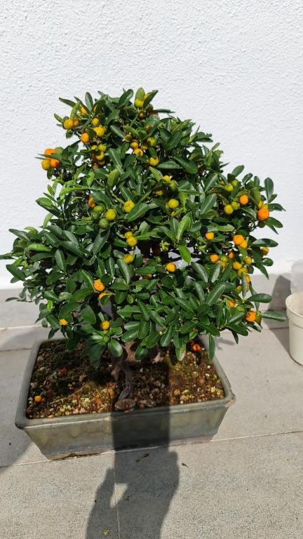 Japanese Kinzu Miniature Orange Bonsai 40cm, Furniture & Home Living ...
