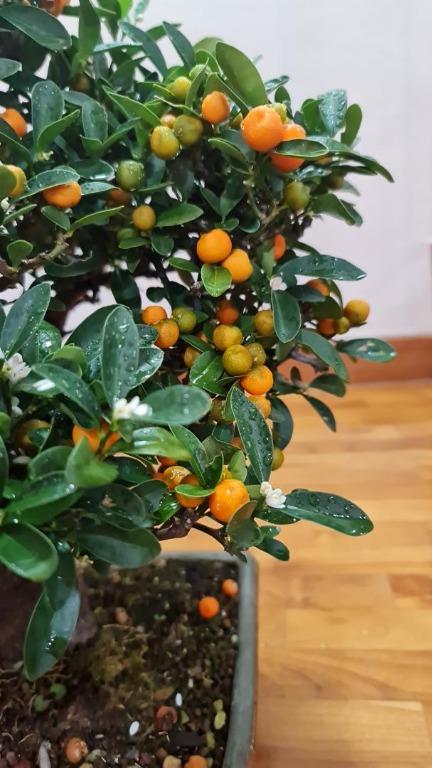 Japanese Kinzu Miniature Orange Bonsai 40cm, Furniture & Home Living ...