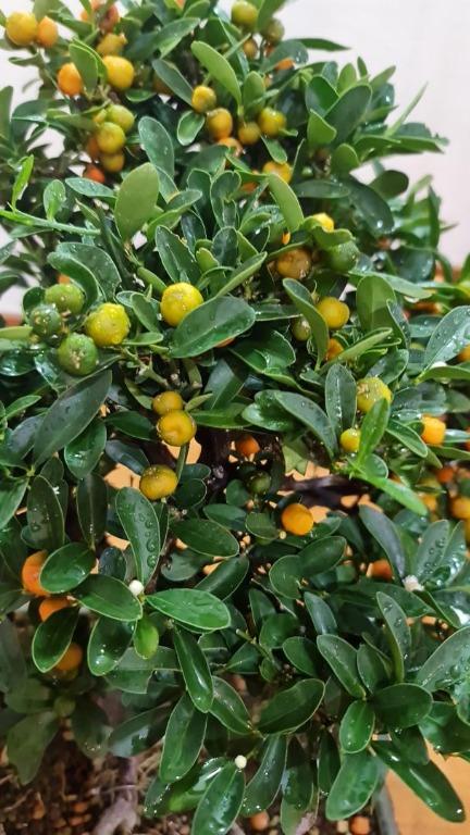 Japanese Kinzu Miniature Orange Bonsai 40cm, Furniture & Home Living ...