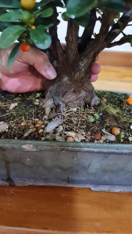 Japanese Kinzu Miniature Orange Bonsai 40cm, Furniture & Home Living ...