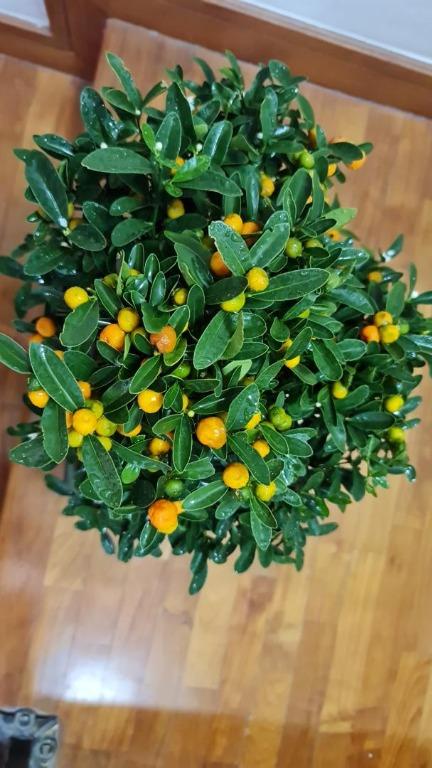 Japanese Kinzu Miniature Orange Bonsai 40cm, Furniture & Home Living ...