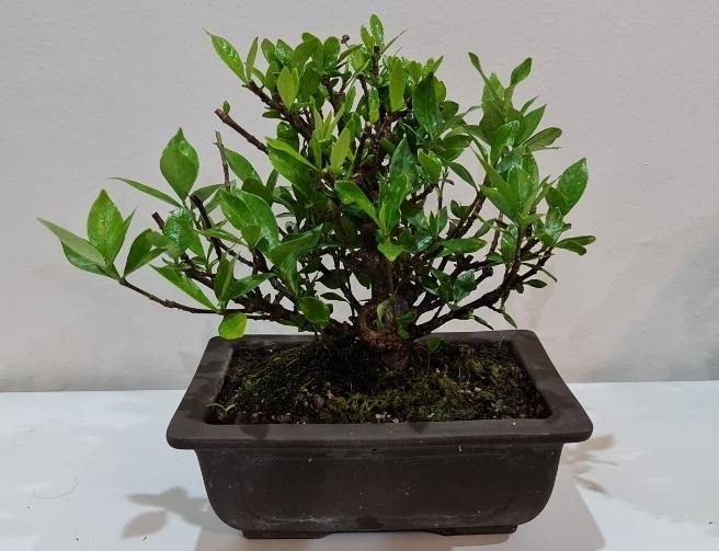 Japanese Kuchinashi Shohin Bonsai, Furniture & Home Living, Gardening ...
