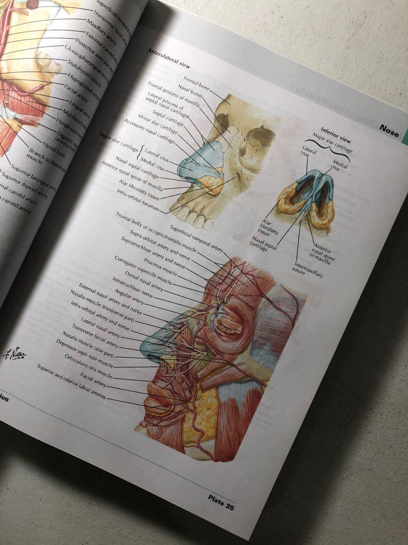 Netter’s Atlas of Human Anatomy 6th Ed. (Reprinted), Hobbies & Toys ...