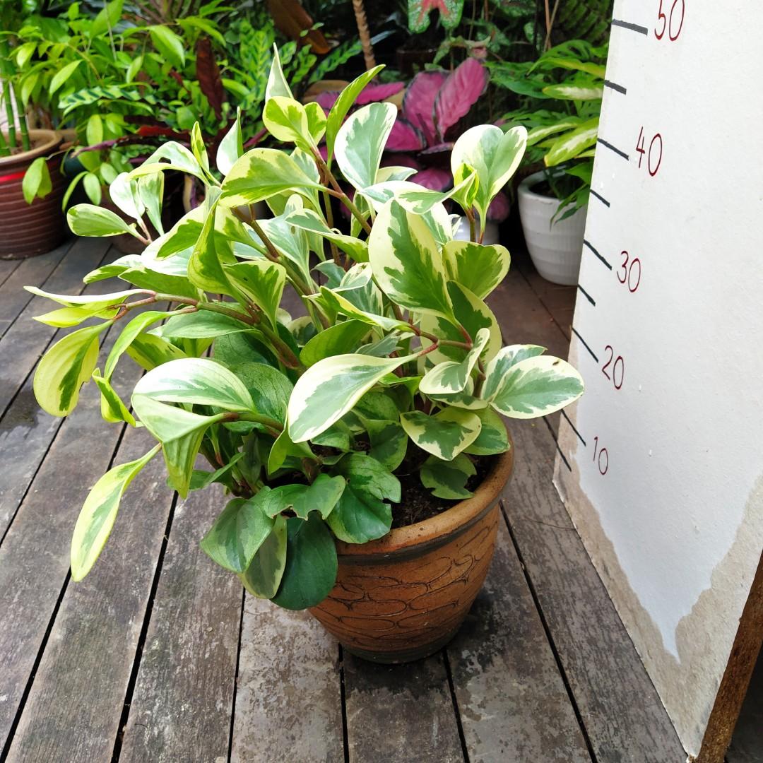 Peperomia Variegated, Furniture & Home Living, Gardening, Plants ...
