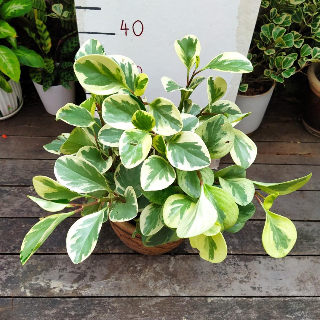 Peperomia Variegated, Furniture & Home Living, Gardening, Plants ...