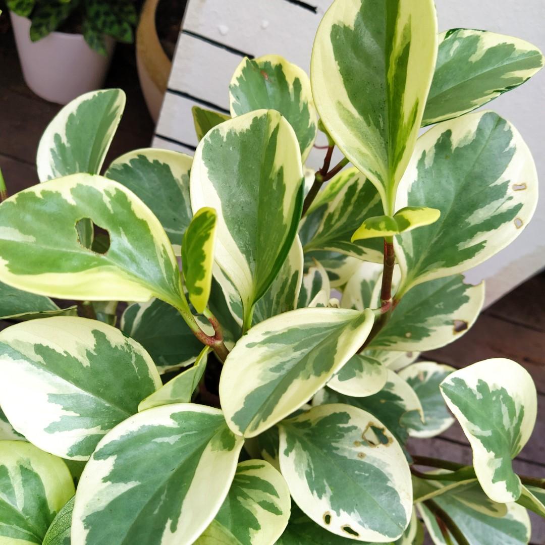 Peperomia Variegated, Furniture & Home Living, Gardening, Plants ...