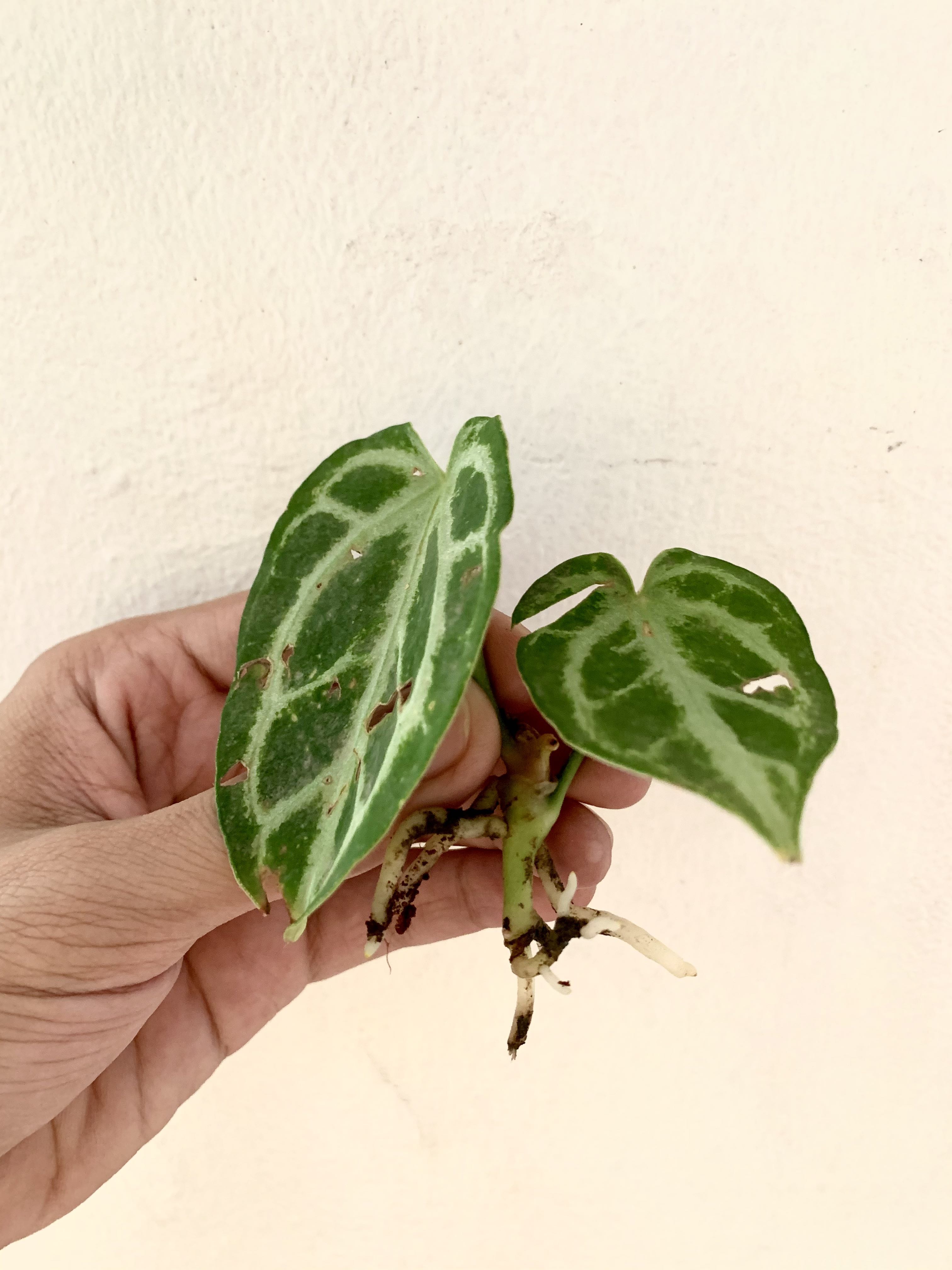 Anthurium Crystal Hope (Juvenile), Furniture & Home Living, Gardening ...