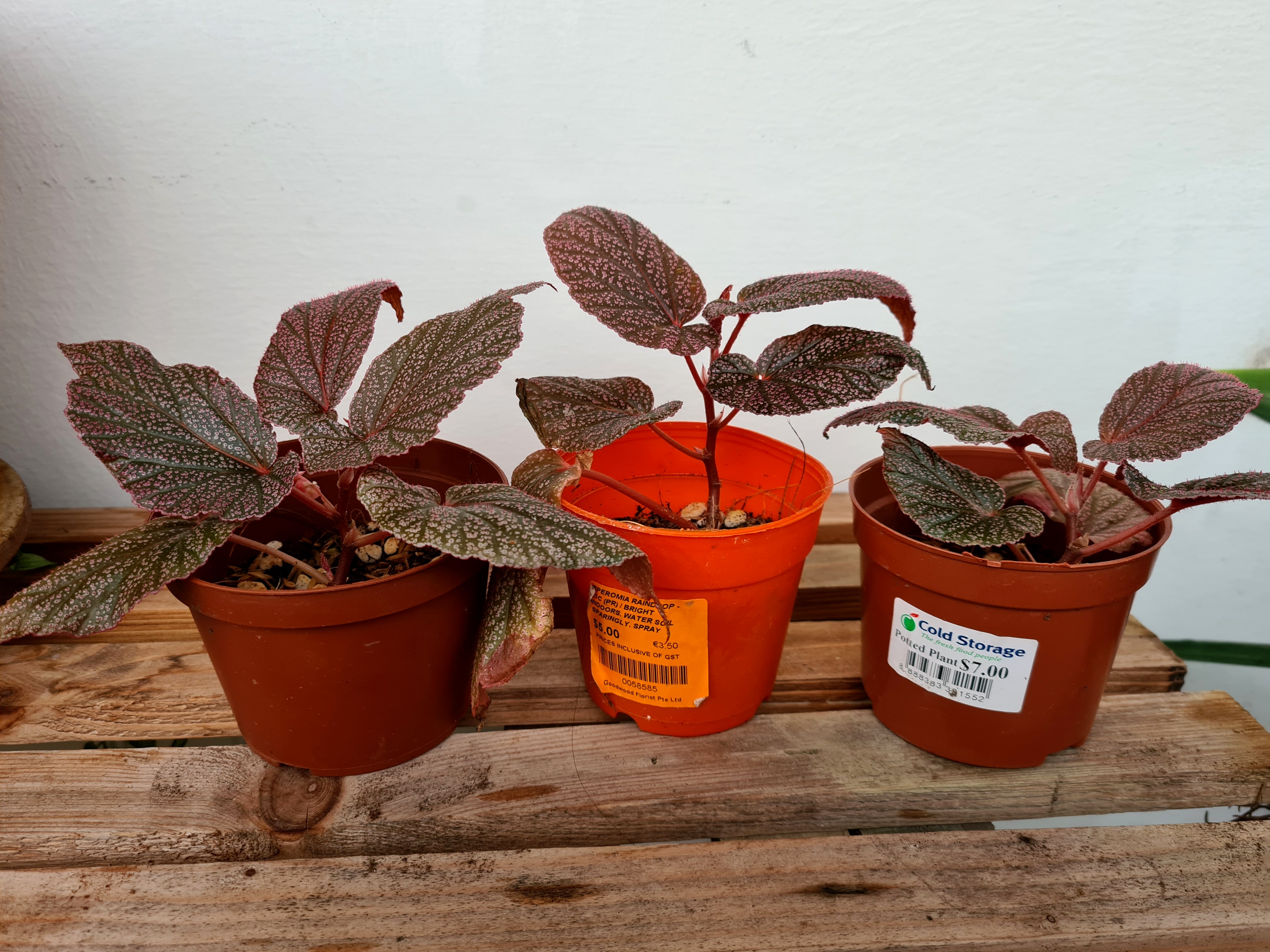 Begonia U062 (Maurice Amey), Gardening, Plants on Carousell