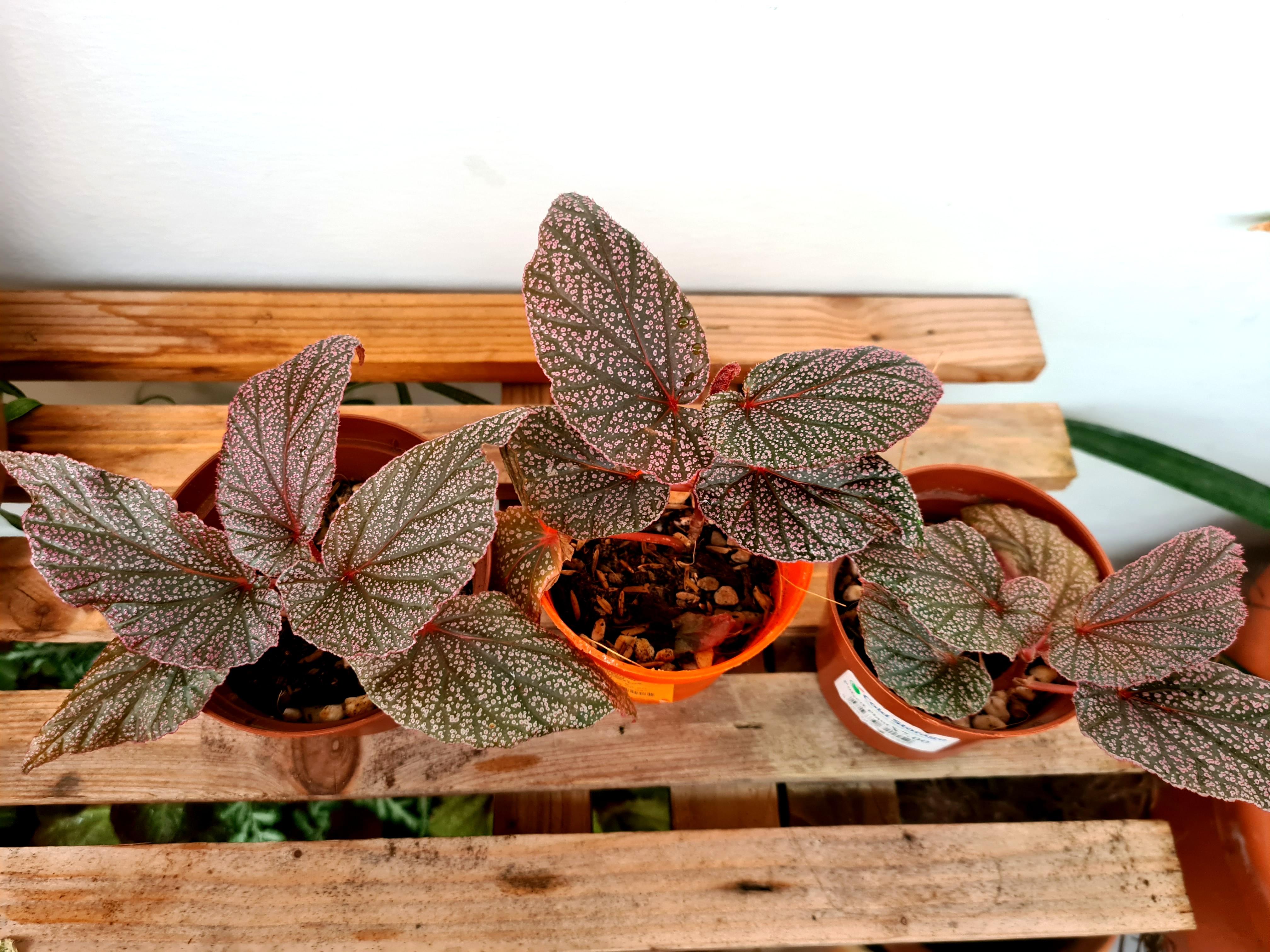Begonia U062 (Maurice Amey), Gardening, Plants on Carousell