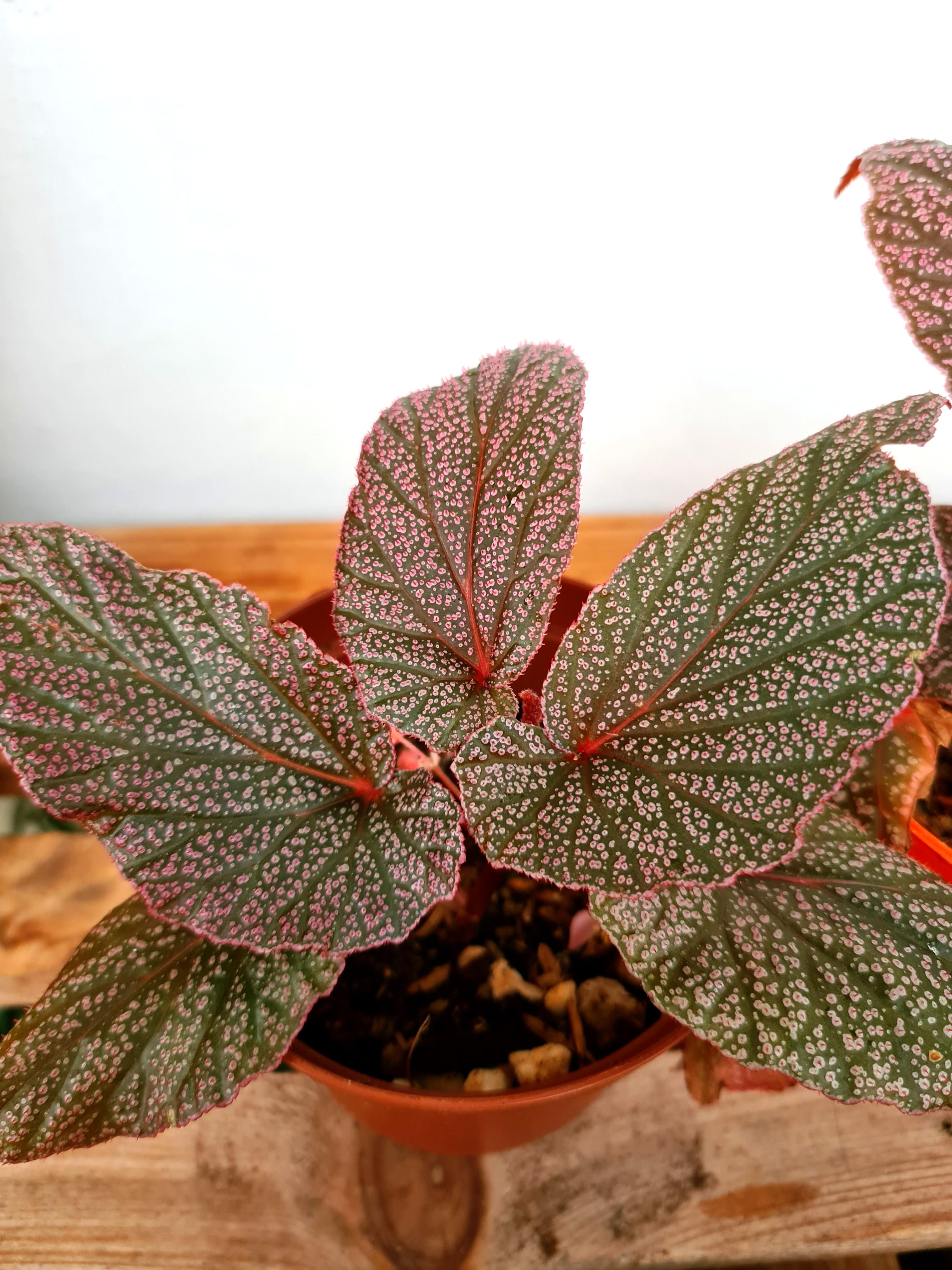 Begonia U062 (Maurice Amey), Gardening, Plants on Carousell