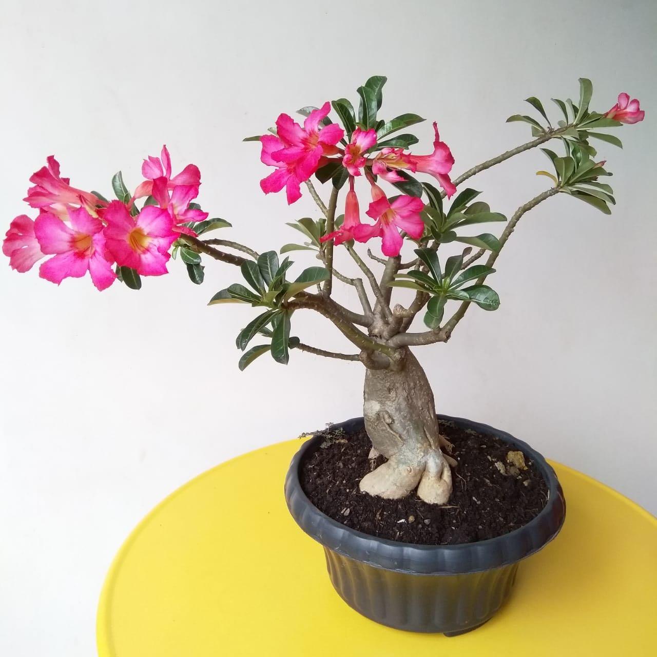 Pohon Kamboja Bonsai