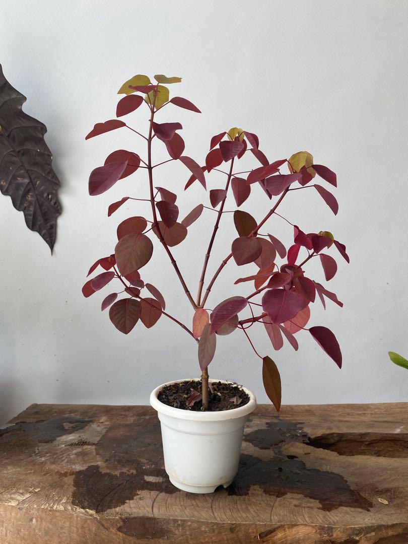 Fire Fern Hedysaroides Rubra, Furniture & Home Living, Gardening ...