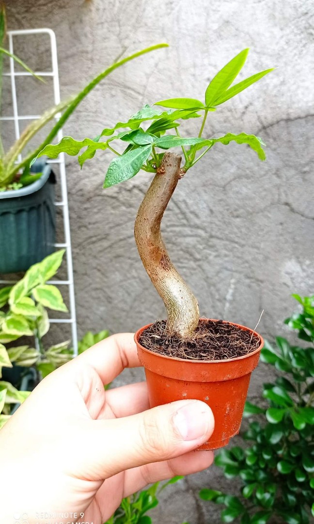 Money Tree (Dwarf), Furniture & Home Living, Gardening, Plants & Seeds ...