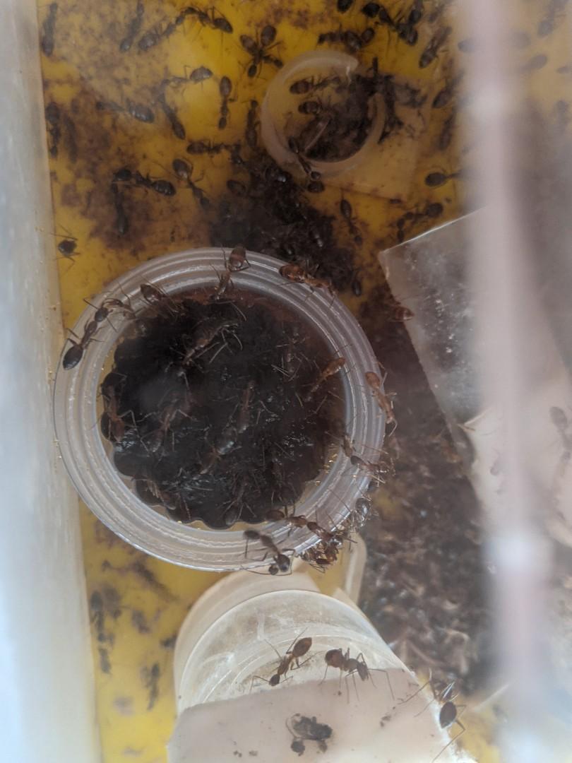 Insect Jelly for Insects (Ants / Beetles and etc), Pet Supplies, Pet ...