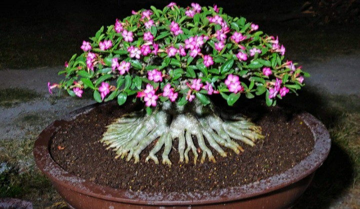 RESERVED- 1 metre pot Champion Adenium, Furniture & Home Living, Home ...