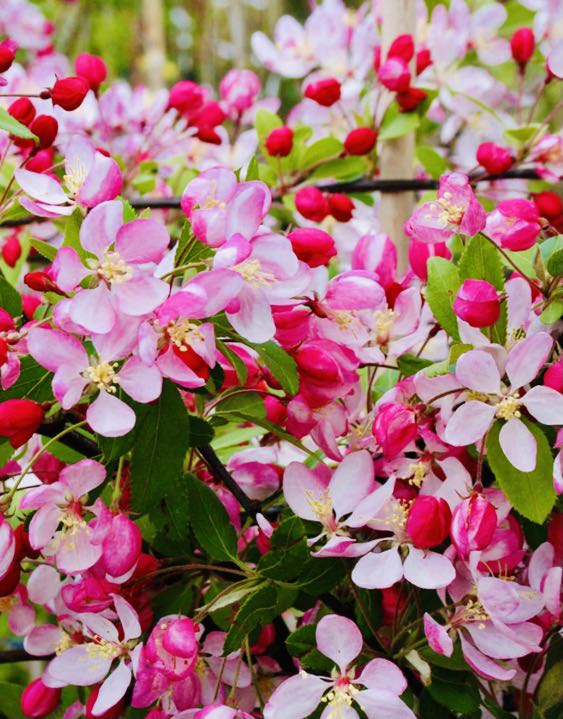 Japanese Crab Apple Fruiting Bonsai, Furniture & Home Living, Gardening ...