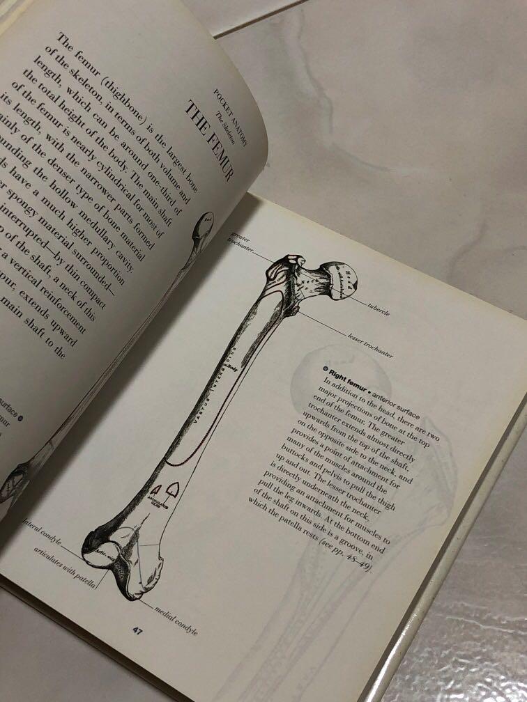 pocket anatomy: a complete guide to the human body for artists and ...