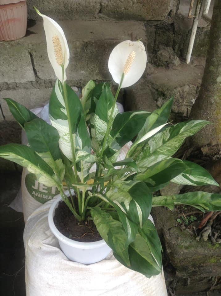 variegated fish lily, Furniture & Home Living, Gardening, Plants ...