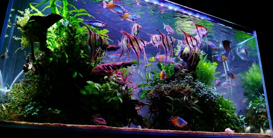 ADA (Aqua Design Amano) 90cm Fish Tank, Pet Supplies, Homes & Other Pet ...