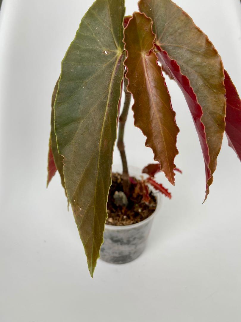 Torch Begonia in a 5” plastic container /Indoor plant, Furniture & Home ...