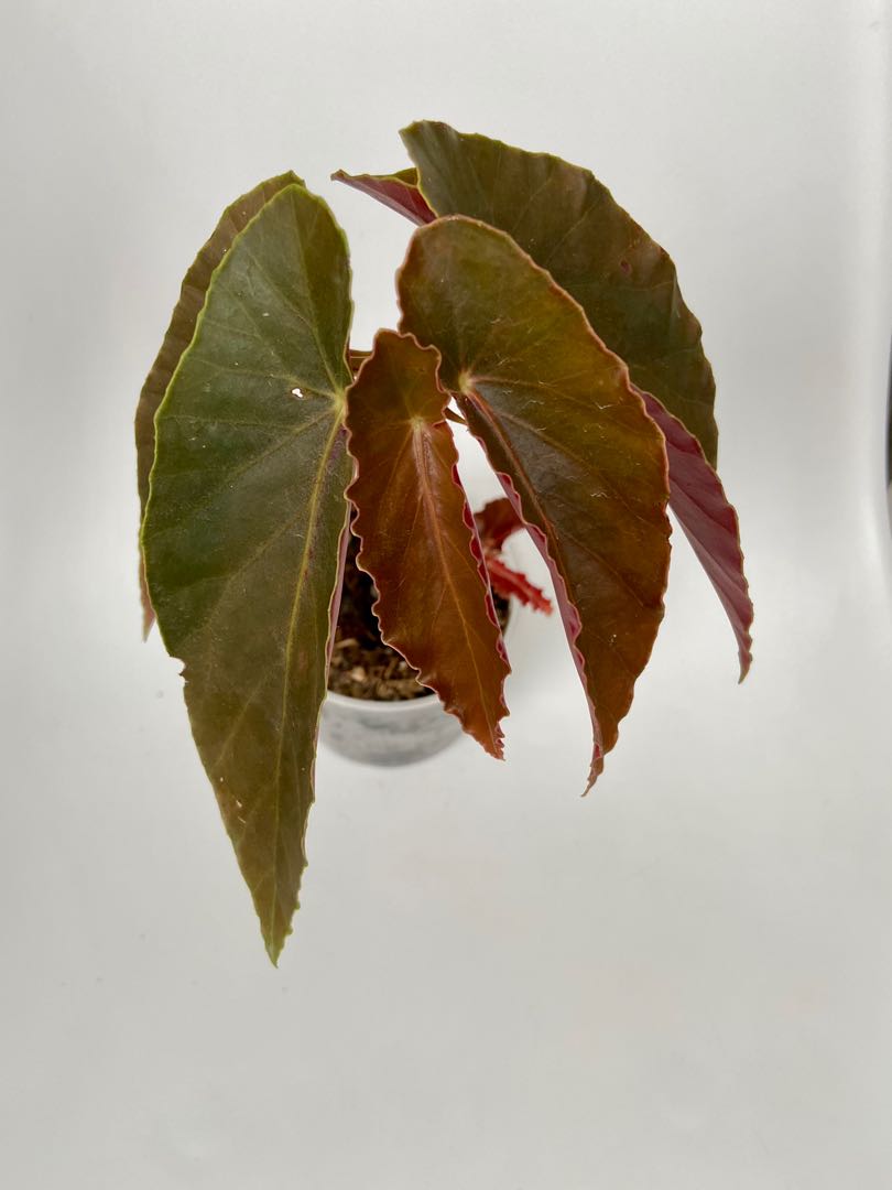 Torch Begonia in a 5” plastic container /Indoor plant, Furniture & Home ...