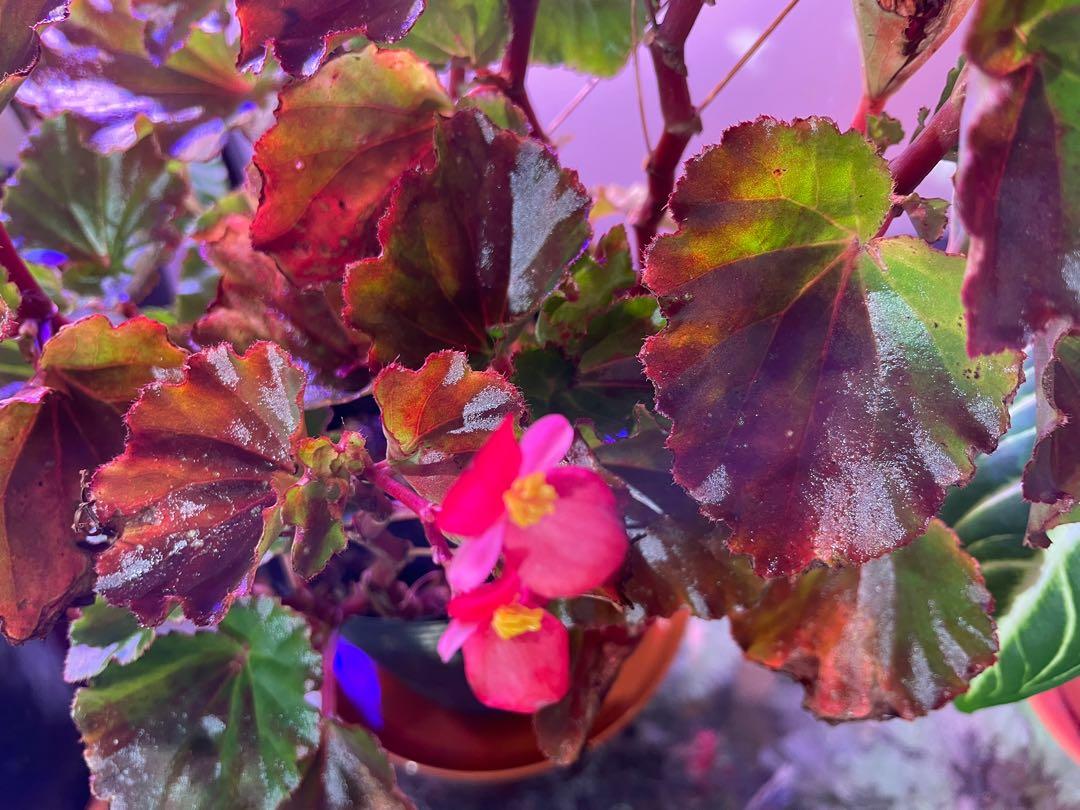 Begonia cucullata willd var. hookeri, Furniture & Home Living ...